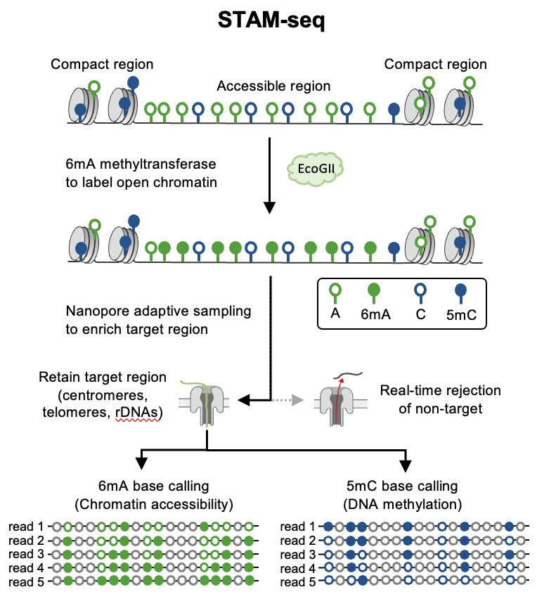 Single-molecule Targeted Accessibility and Methylation Sequencing of ... Single-molecule Targeted Accessibility and Methylation Sequencing of ...